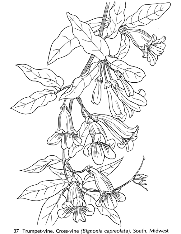 Japanese Honeysuckle Drawing Sketch Coloring Page