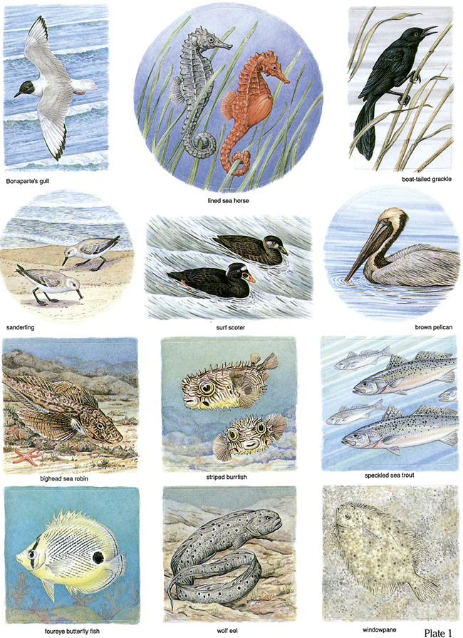 Welcome to Dover Publications