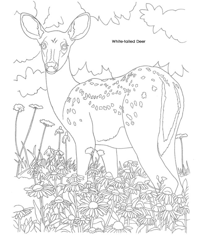 Welcome to Dover Publications